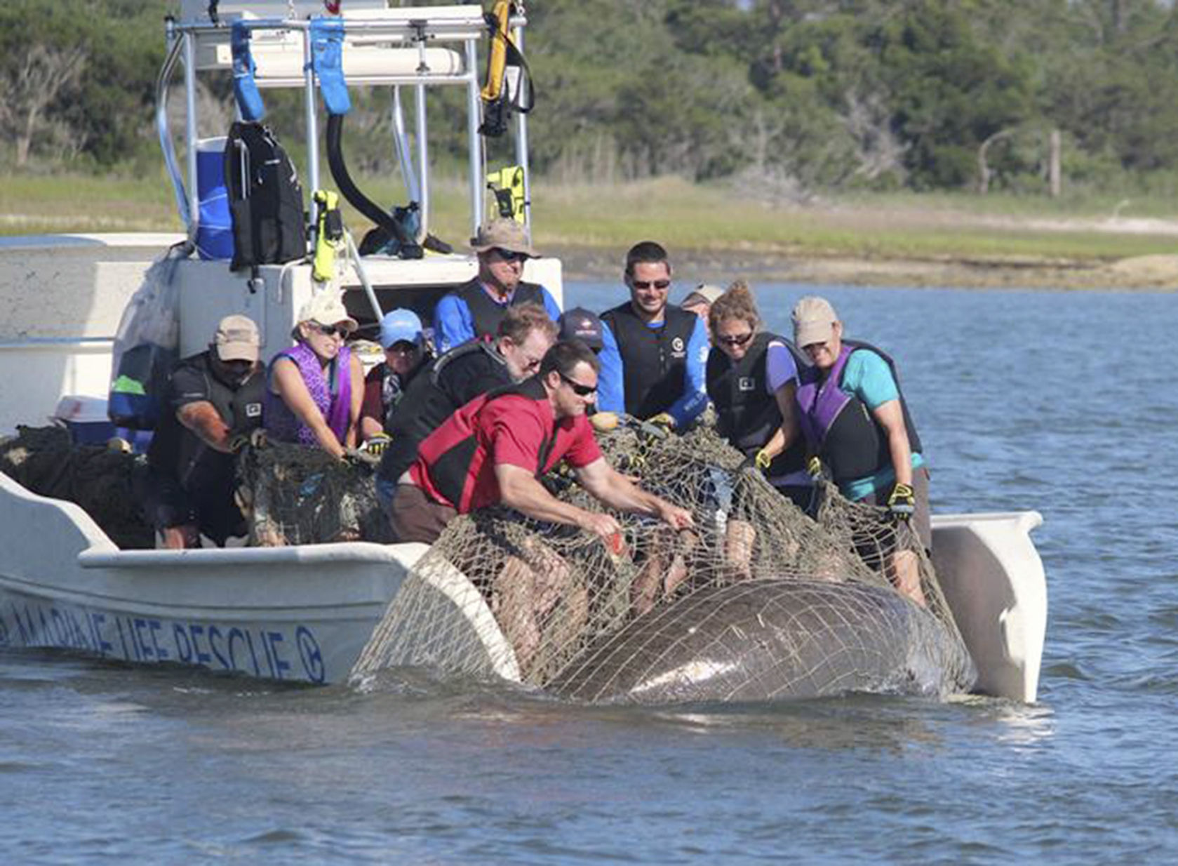 Manatee research ongoing off Cumberland coast | Local News ...