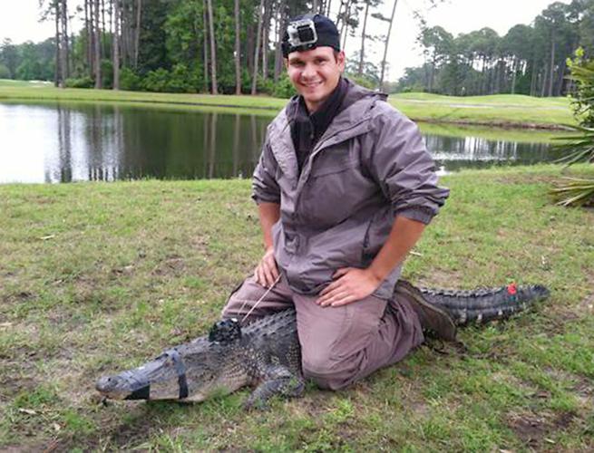 Alligator Study Continues on Jekyll Island | Local News ...