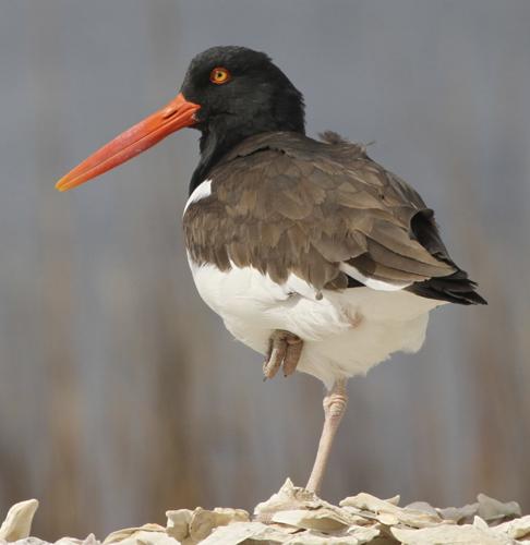 A shorebird baby boom is underway on Jekyll Island | Local News ...