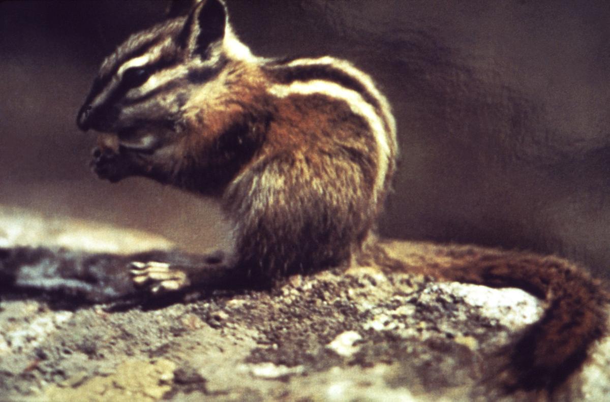 Georgia has its first recorded case of plague | Life | The Brunswick News