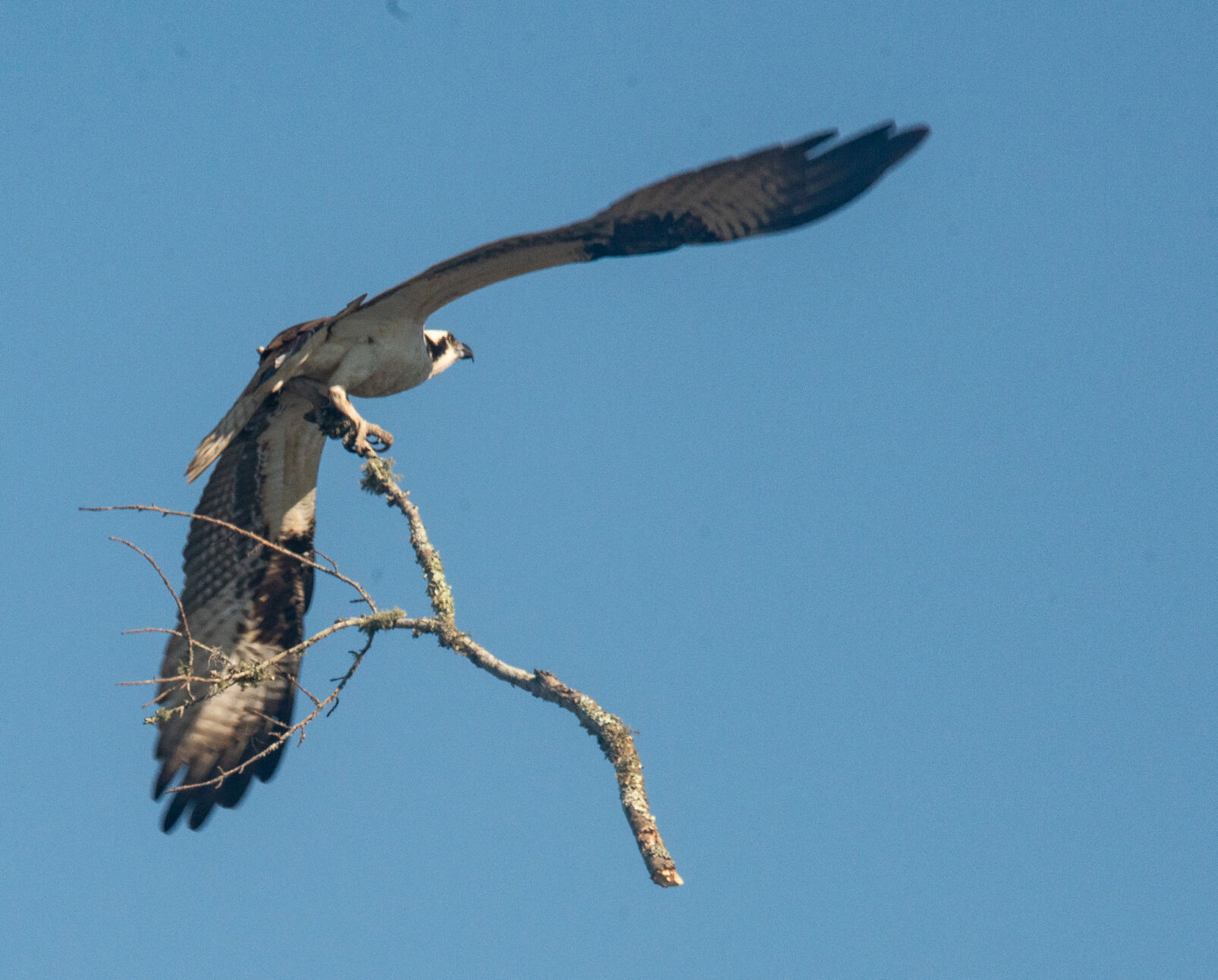 Osprey nests | News | thebrunswicknews.com