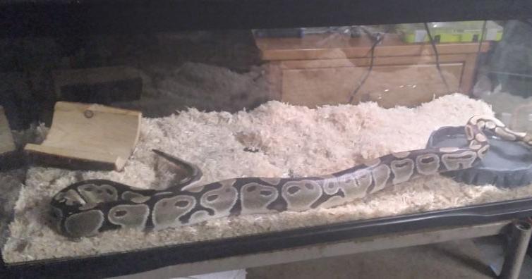 Python found at local restaurant | Local News | thebrunswicknews.com