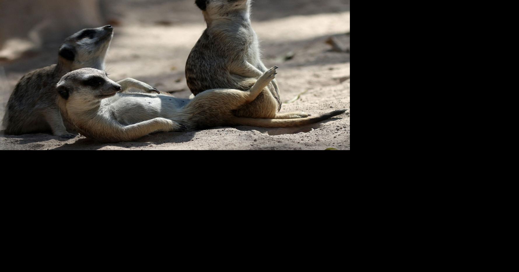 All 5 of the Philadelphia Zoo’s meerkats have died from a mystery toxin ...