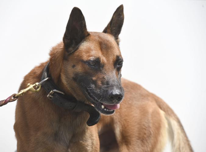 Police dog Enzo has a nose for hidden suspects | Local News ...