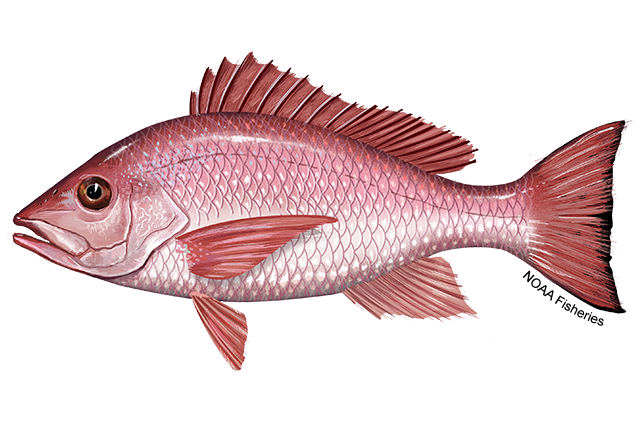 Red snapper season could be 2 months long next year | Local News ...