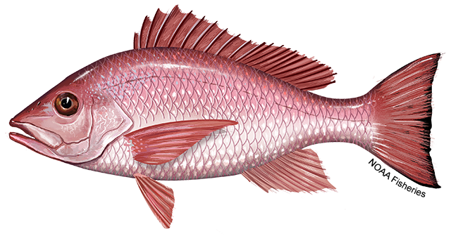 Red snapper season could be 2 months long next year | Local News ...