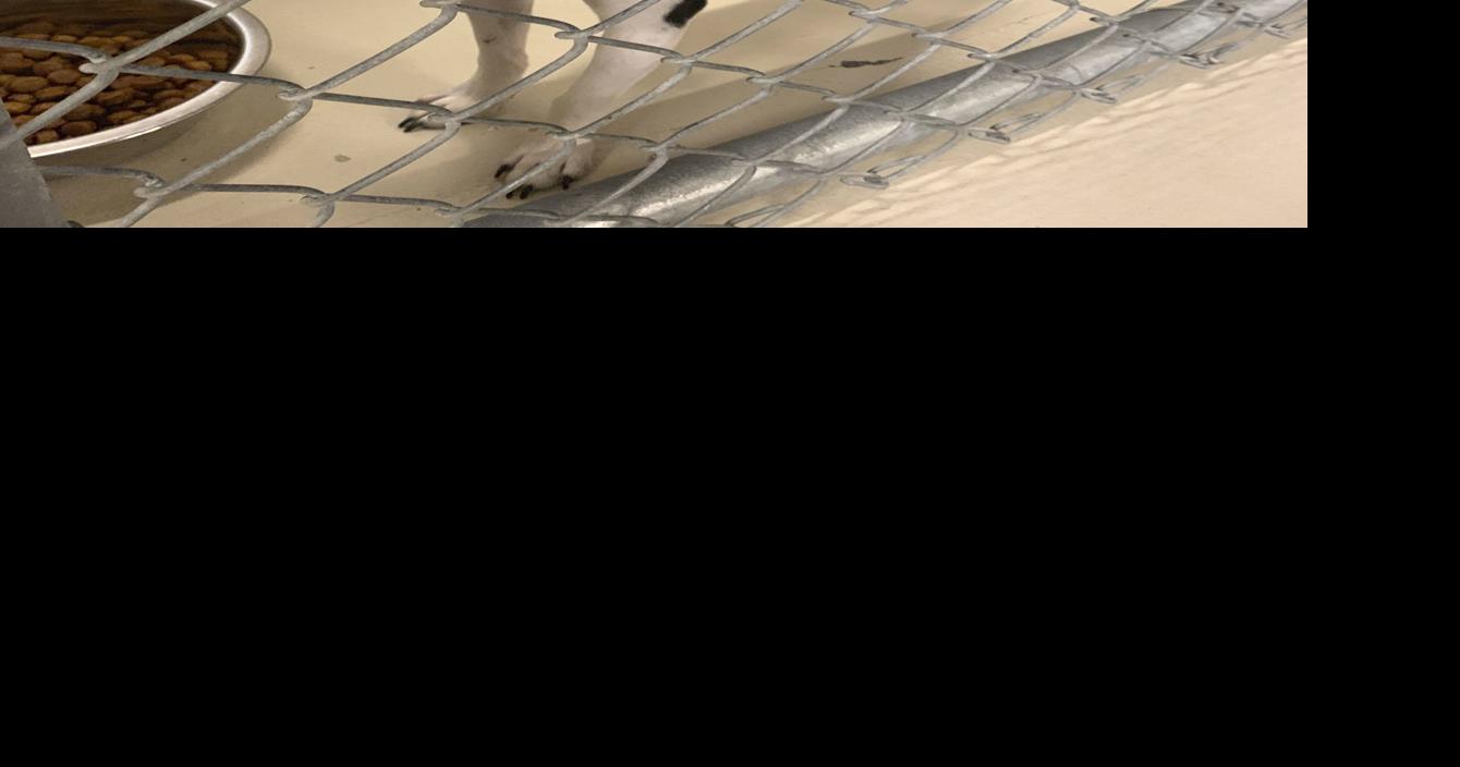 Humane society takes refugee dogs from Louisiana | Local News ...