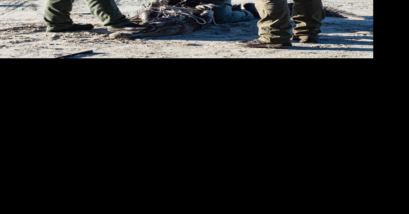 Police wrangle gator on St. Simons beach | Local News ...