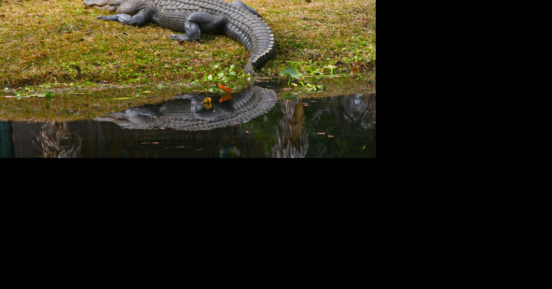 Elevated mercury levels found in Okefenokee alligators | Local News | thebrunswicknews.com