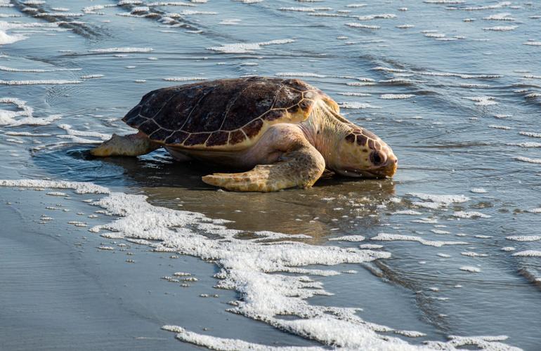 Sea turtles release also honors Paulk's memory | Local News ...