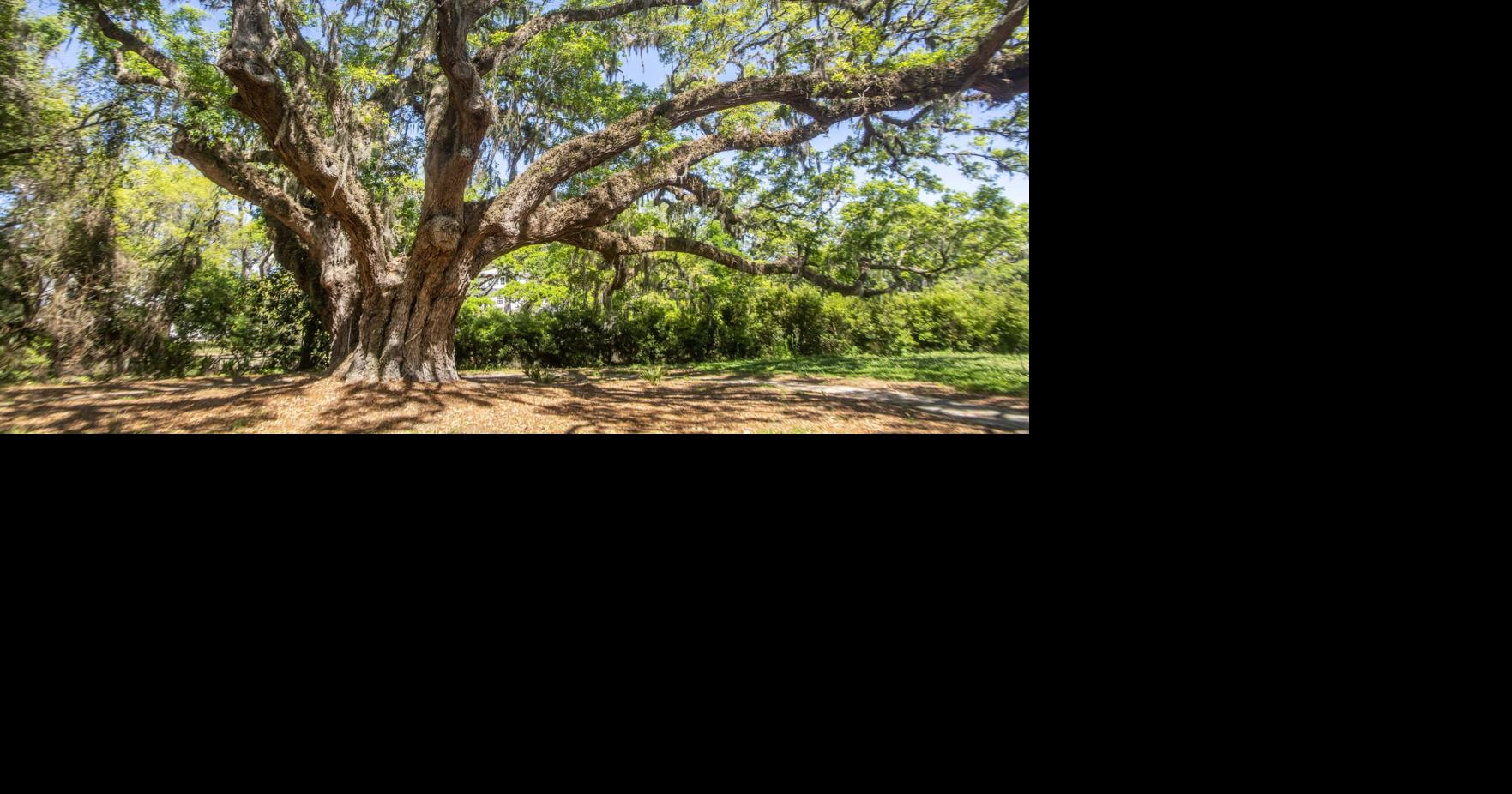 Live oak 'Old Ironsides' named Land Trust's first Tree of the Year ...