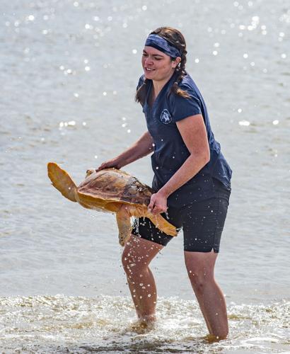 Cold-stunned turtles released on Jekyll after treatment | Local News ...