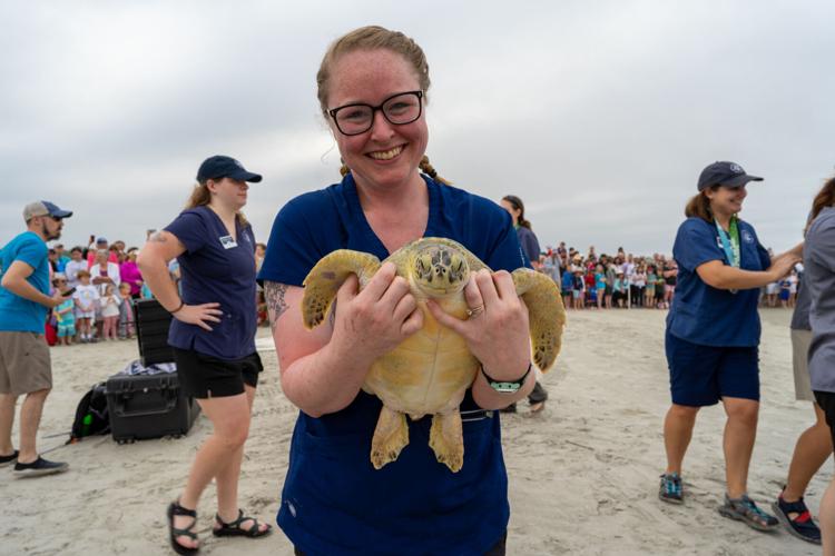 Sea turtles released on Jekyll | Local News | thebrunswicknews.com