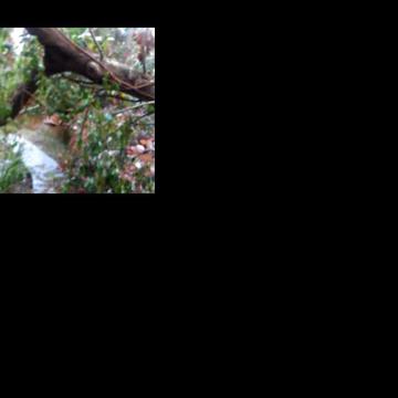 Reporter Larry Hobbs' backyard | Local News | thebrunswicknews.com