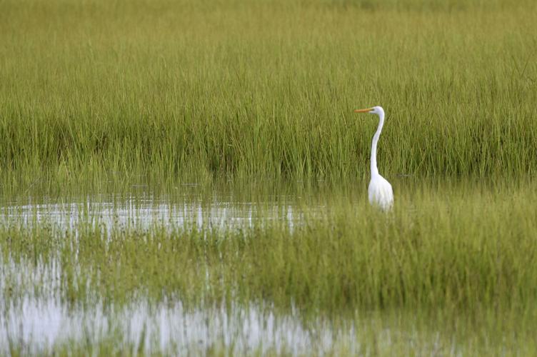 Are Lanier's Marshes of Glynn in decline? | Local News ...