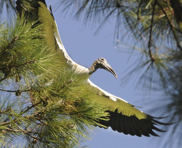 Endangered no more? Wood storks proposed to be delisted from Endangered ...