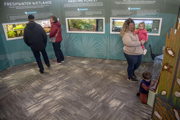 Georgia Sea Turtle Center exhibit highlights Jekyll wildlife | Local ...