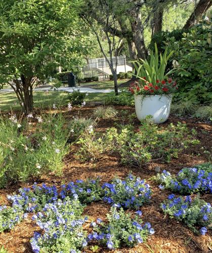 Live Oaks Garden Club manages planters | Community Life ...