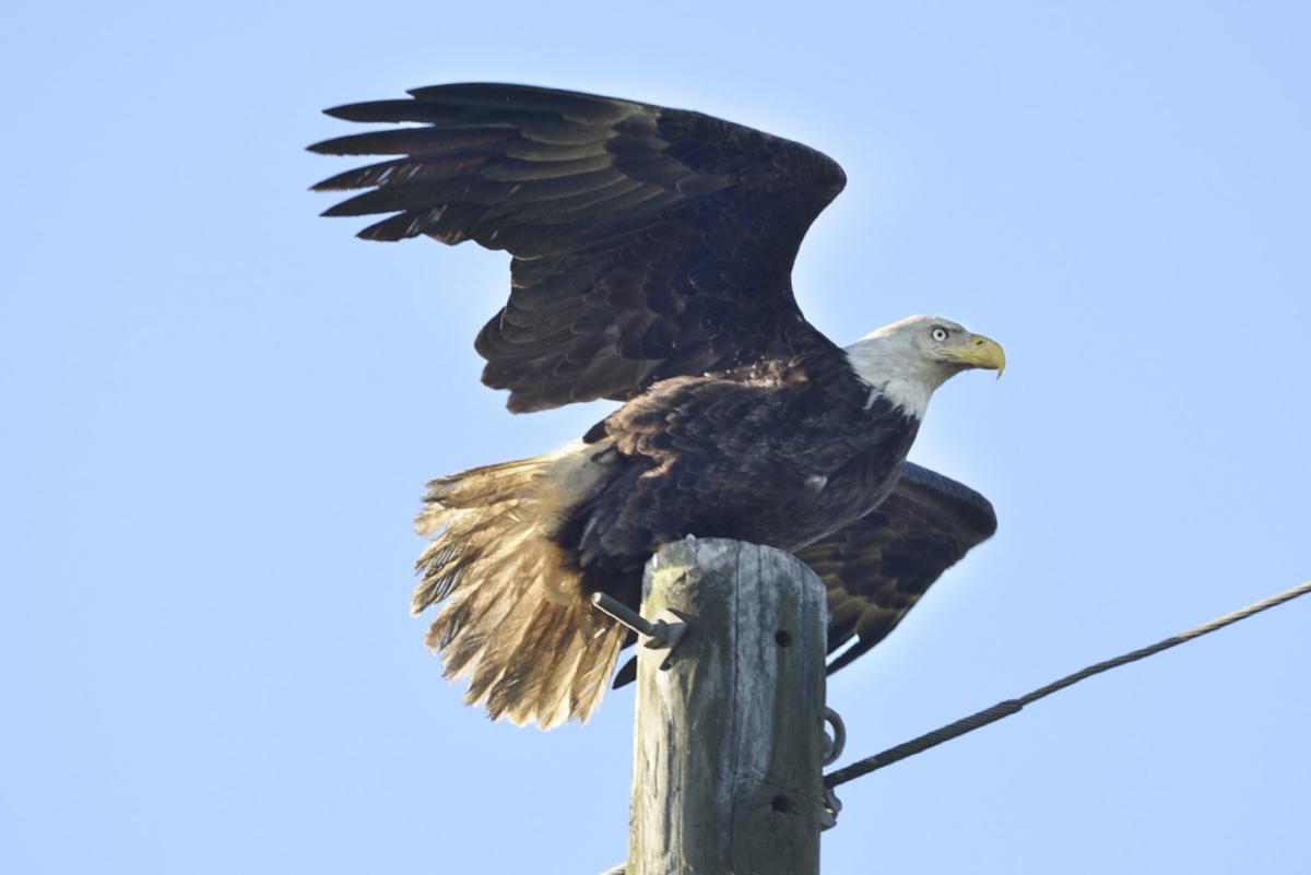 DNR: Bald eagles doing well on Georgia coast | Local News | The ...