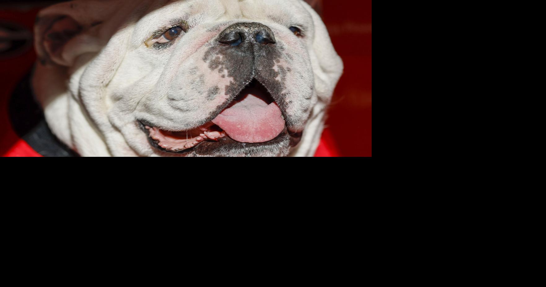 Boom! Uga XI to take over as Bulldog mascot. | National Sports ...