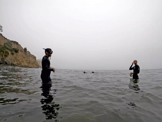 Why do leopard sharks flash their white bellies in Southern California ...