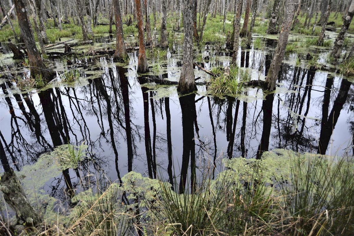 Taking a tour of the Ceylon tract in Camden County | Local News | The ...