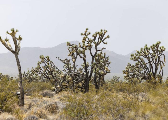 Joshua trees burn, massive wildfire threatens to forever alter Mojave ...