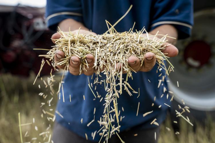 Consumers have yet to develop a taste for Kernza, the environmental ...