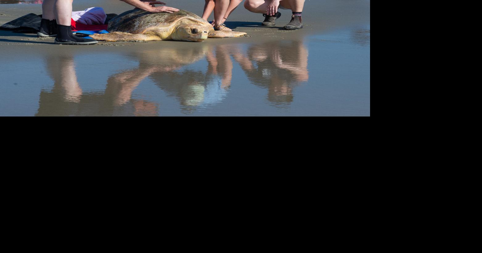 Sea Turtle Center hosts first public turtle release since 2019 | Local ...