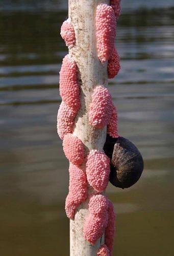 Snail roundup in Kingsland | Local News | thebrunswicknews.com