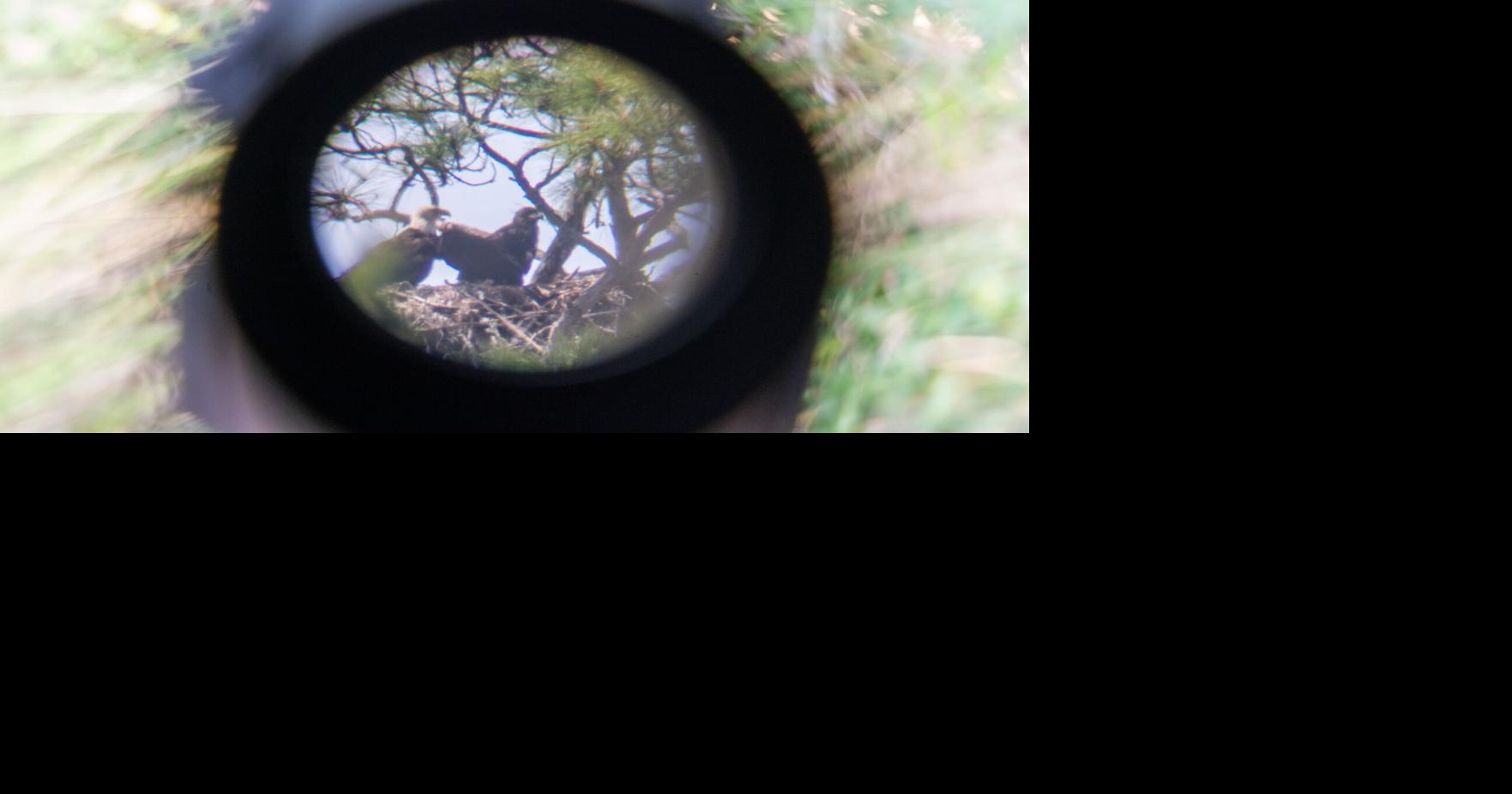 Bald eagles make it home to Jekyll Island for Christmas | Local News ...