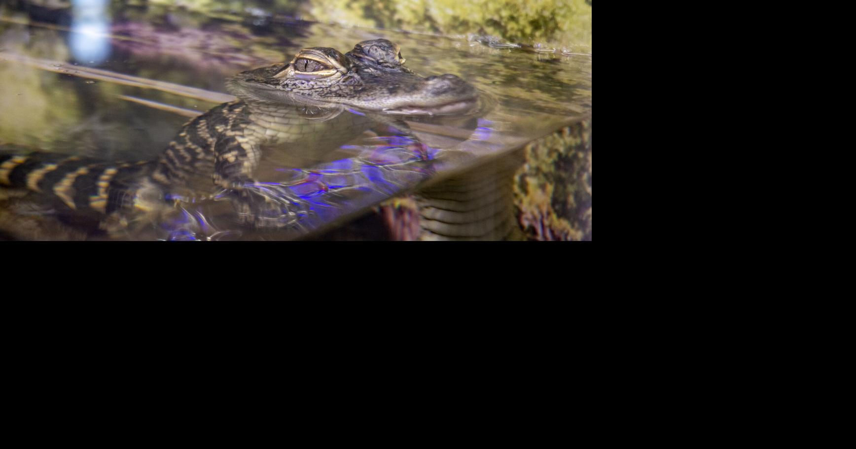 Georgia Sea Turtle Center exhibit highlights Jekyll wildlife | Local ...