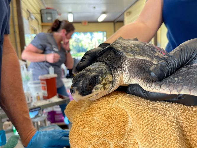 Sea Turtle Center rehabilitating cold-stunned turtles | Local News ...