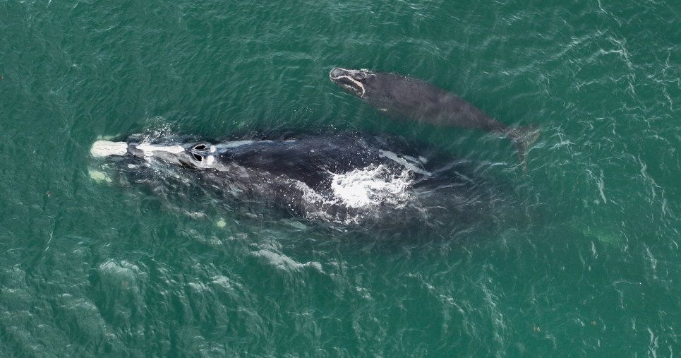 First right whale pair spotted off of Sapelo | Local News ...
