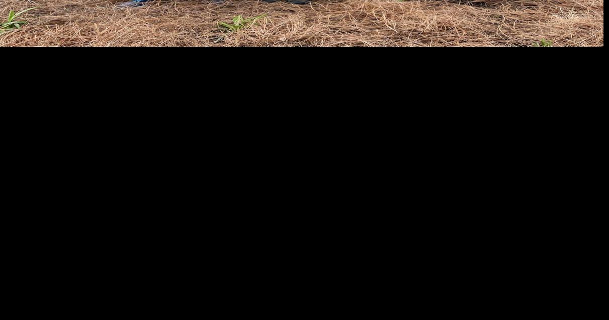 Magnolia Garden Club replants garden | Community Life ...