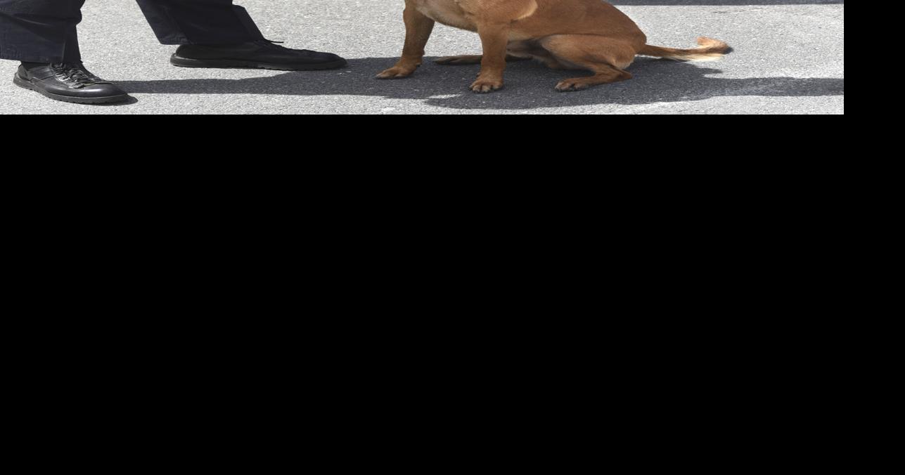 Police dog Enzo has a nose for hidden suspects | Local News ...