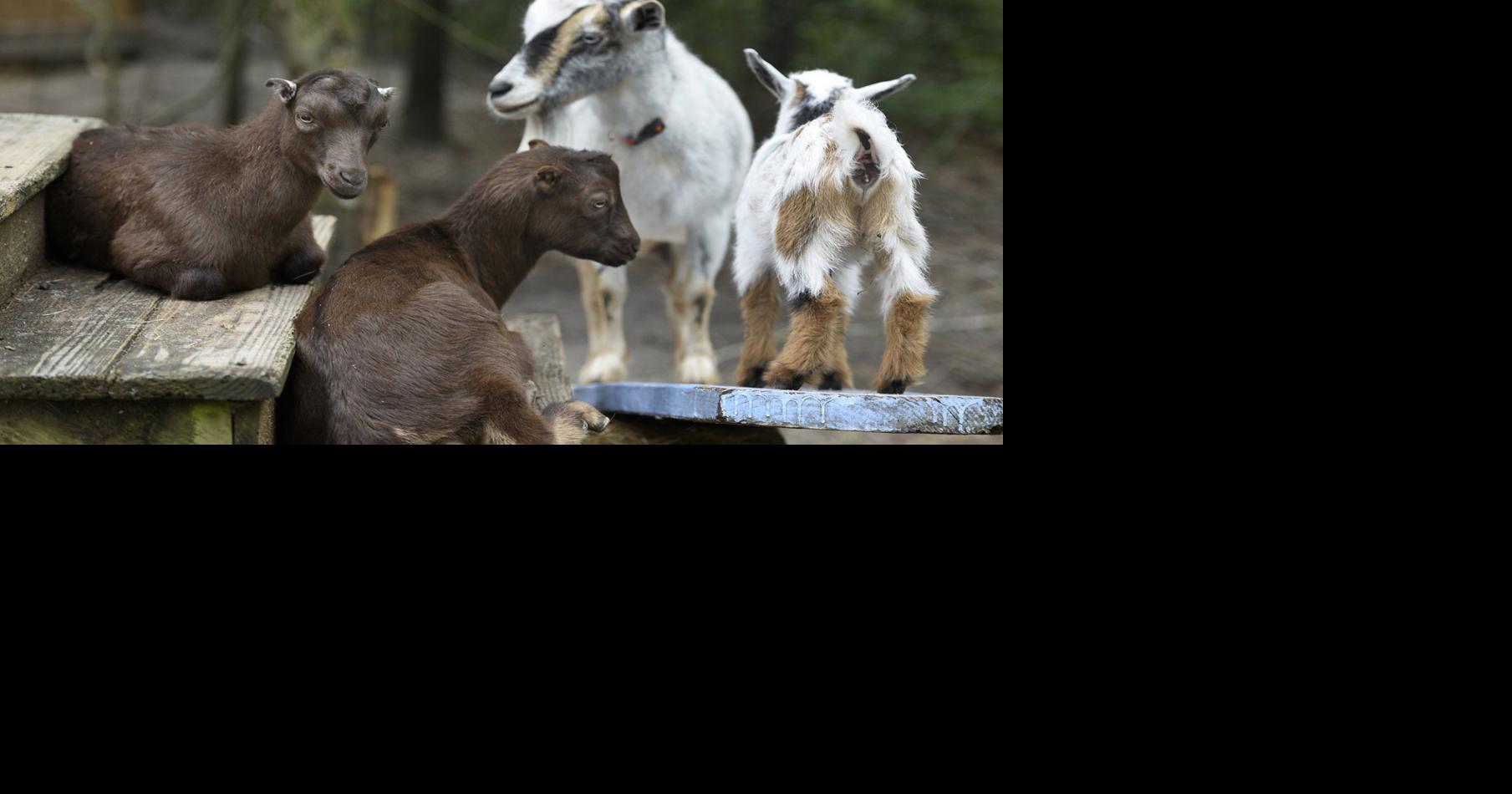 Fancy goats and fancy soaps at White Oak farm | Life | thebrunswicknews.com