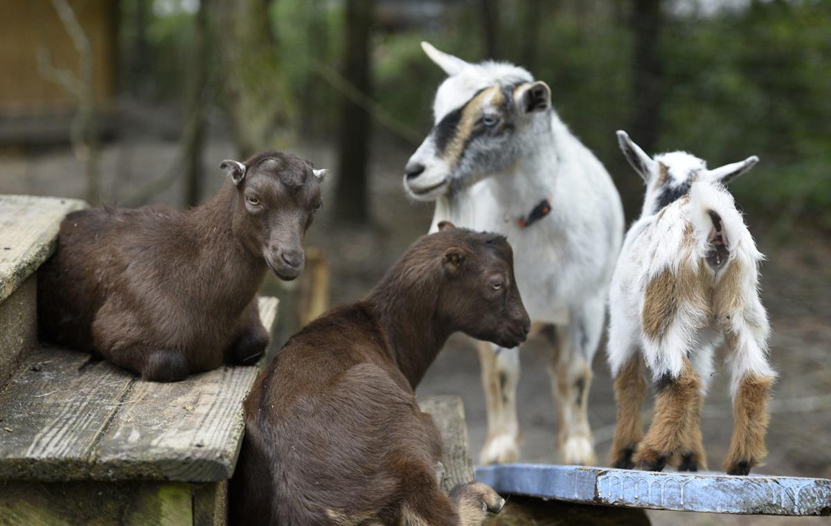 Fancy goats and fancy soaps at White Oak farm | Life | The Brunswick News