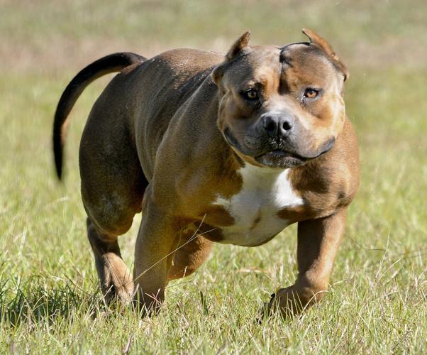 Glynn County man's dog winning championships | Local News ...