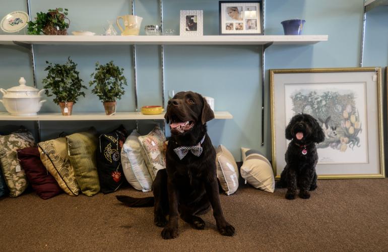 Humane society store celebrates three years | Local News ...