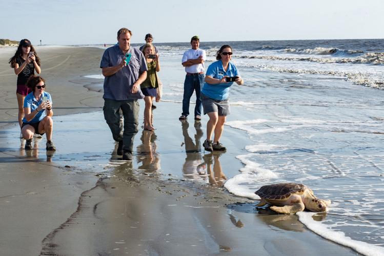 Sea turtles release also honors Paulk's memory | Local News ...