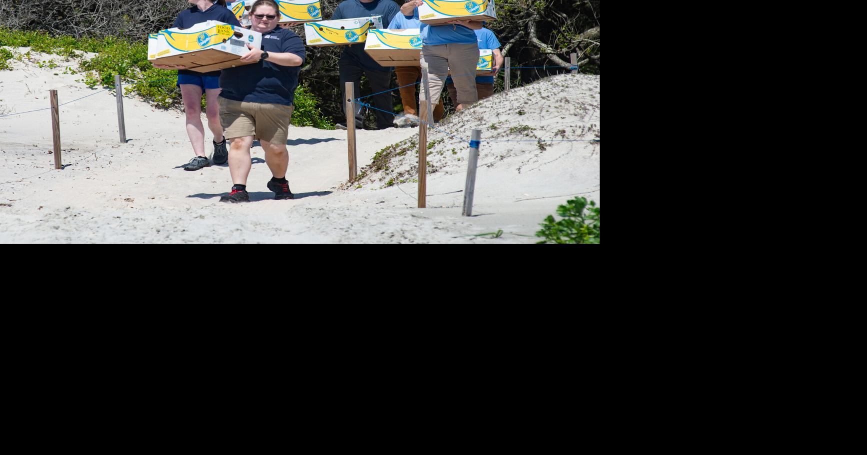 Connecticut aquarium releases 22 sea turtles on Jekyll Island | Local ...
