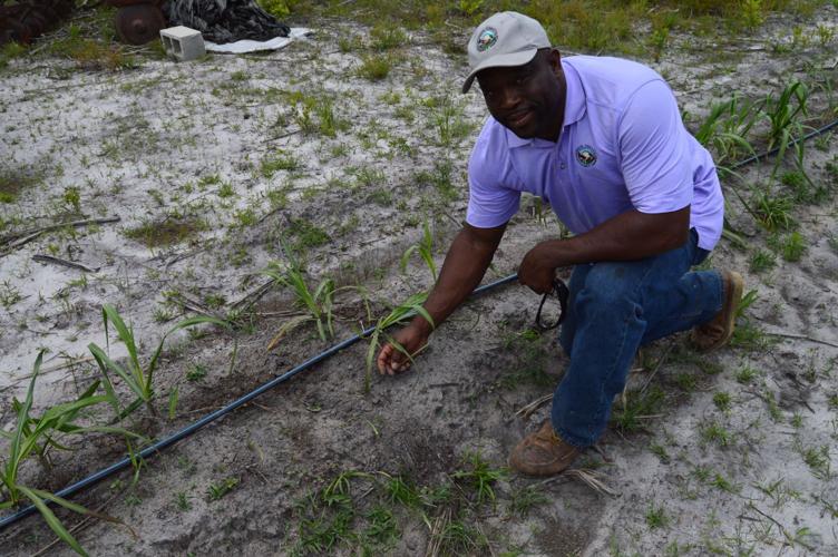 Farm, college resurrect Purple Ribbon sugar cane | Life ...