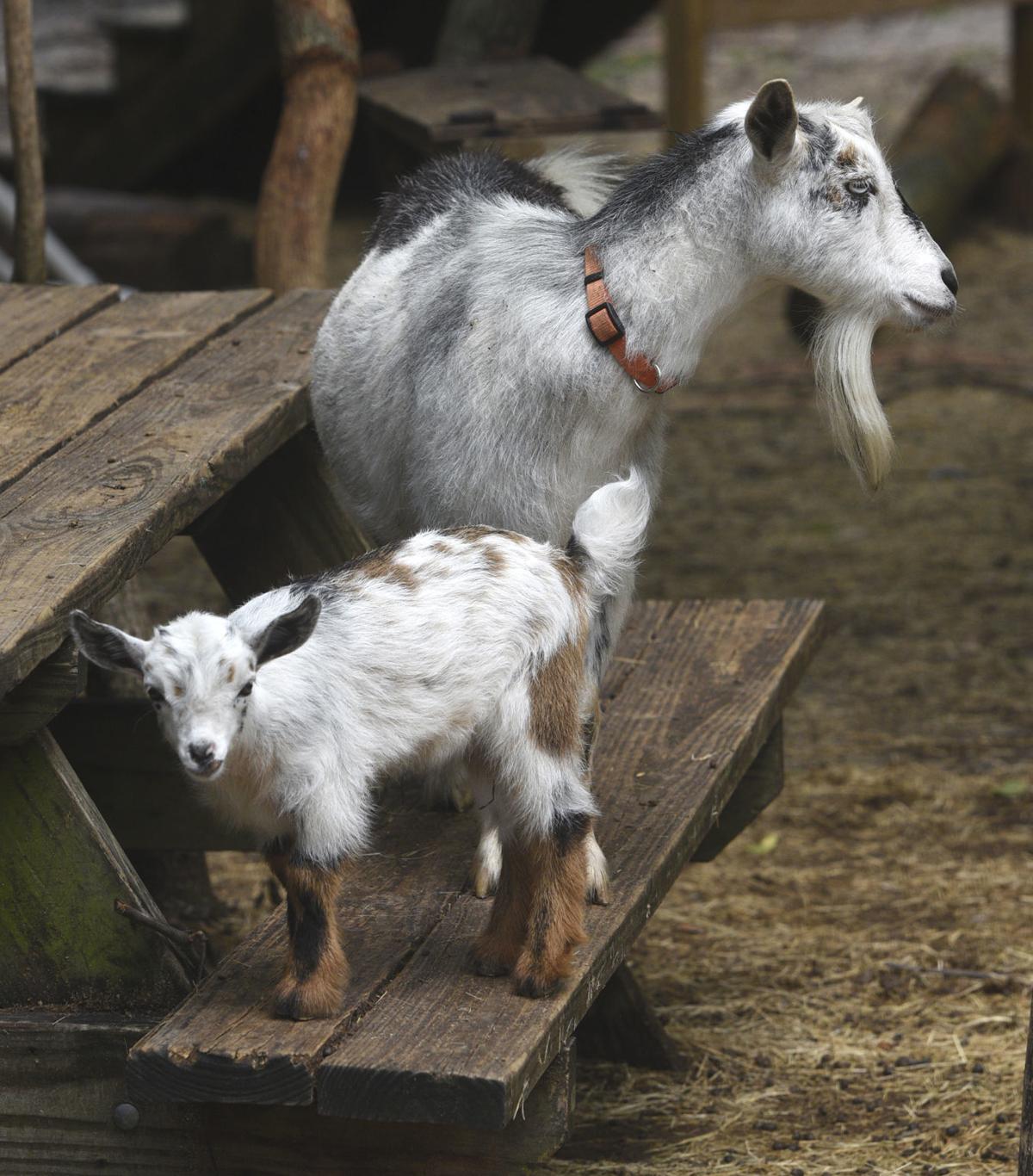 Fancy goats and fancy soaps at White Oak farm | Life | The Brunswick News