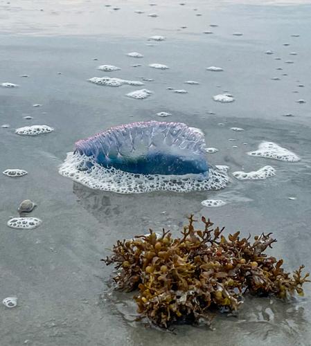 Man-of-wars litter beach on St. Simons Island | Local News ...