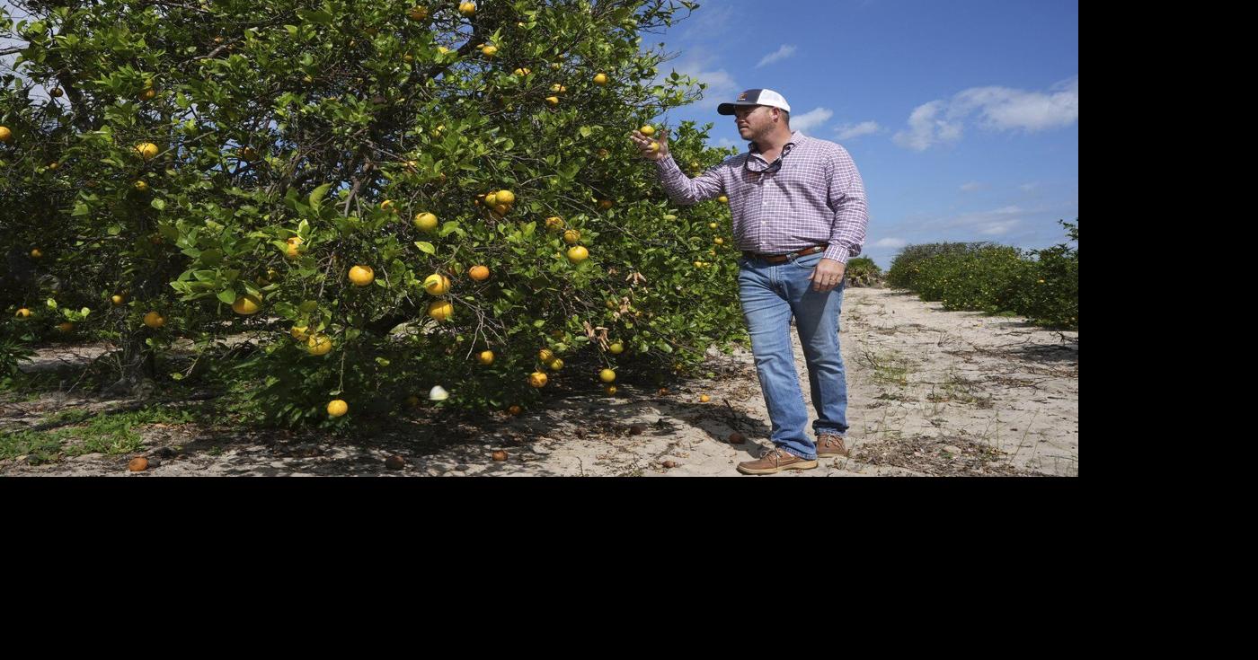 Hit by storms and disease, Florida's citrus growers try to survive ...