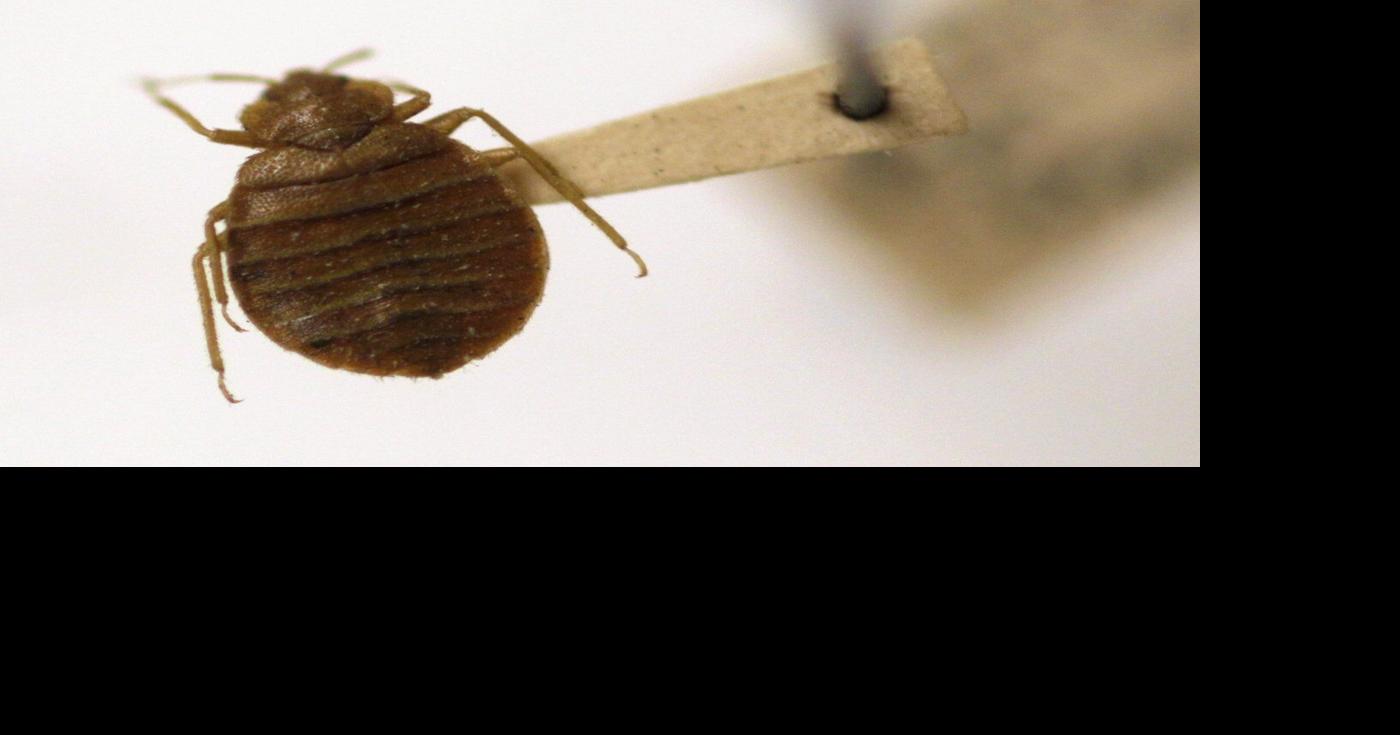 Hundreds of pests found in federal buildings as feds draft back-to ...