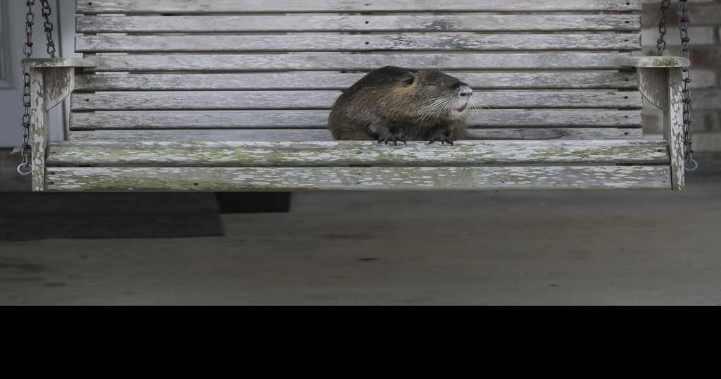 Louisiana works out deal for family to keep pet nutria | World News ...
