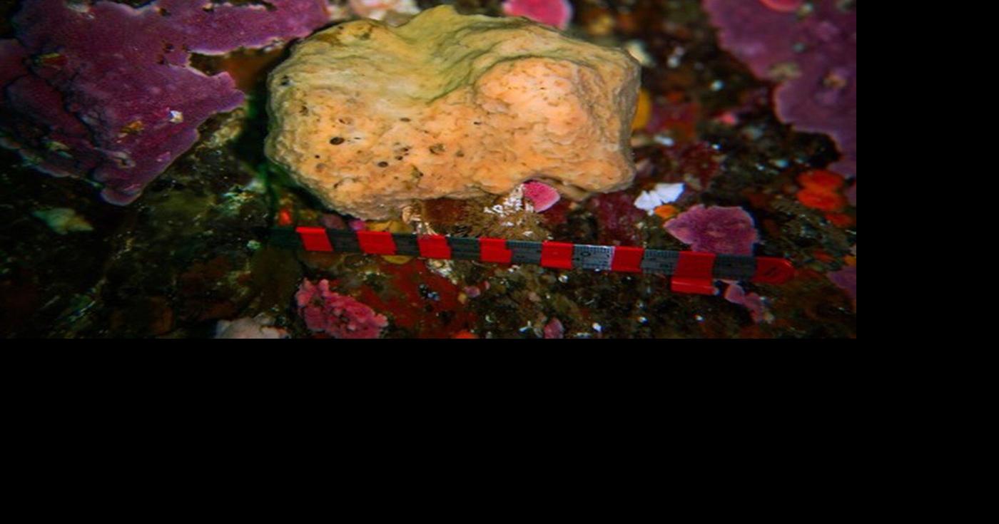 Study reveals annual activity of sneezing sea sponge off B.C. coast ...