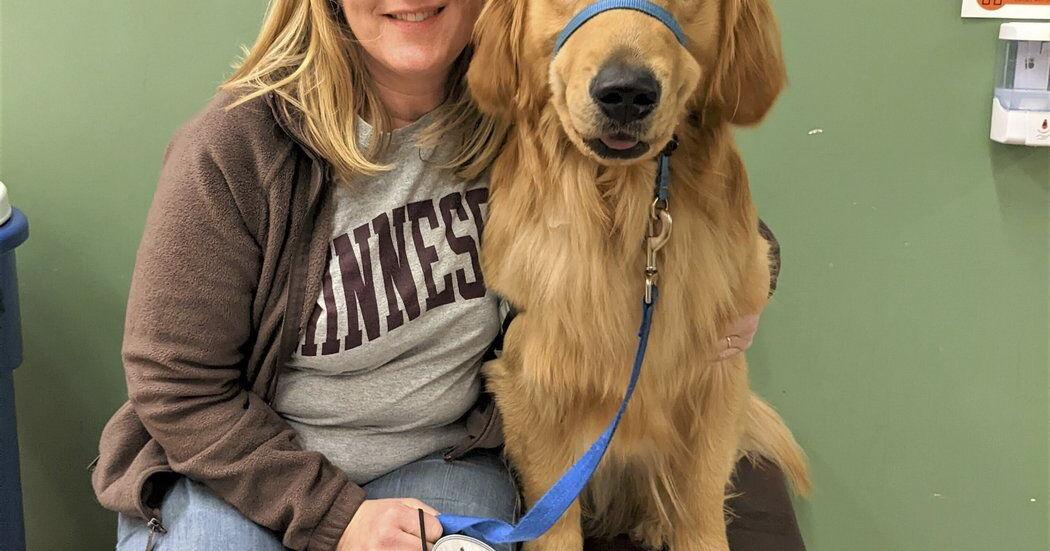 A slain Minnesota lawmaker's beloved dog, Gilbert, stays with her as ...